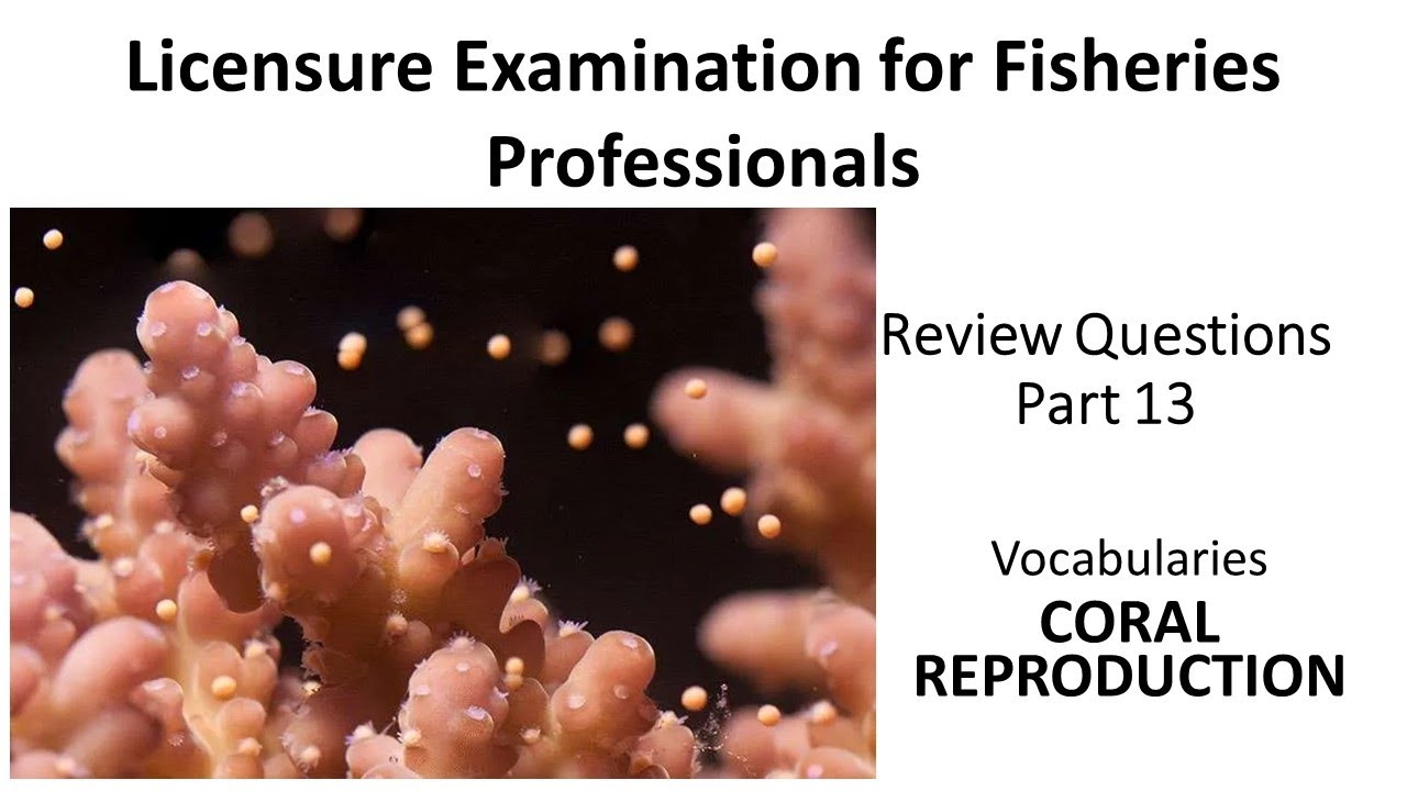 Part 13 || Review Questions for Fisheries Board Exam || Coral ...