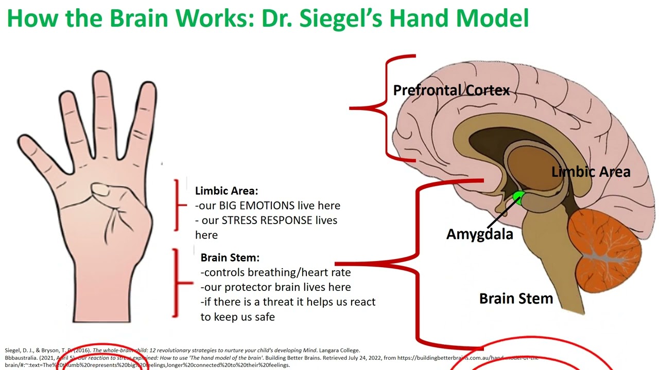 #5 Get Regulated The Stressed Brain Cannot Learn NO S video - YouTube