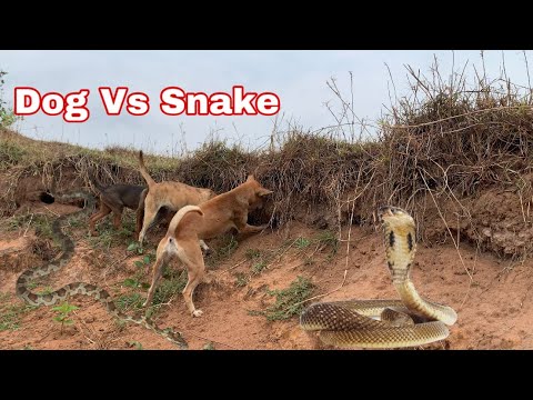 Dog Vs Snake - Funny Video - YouTube