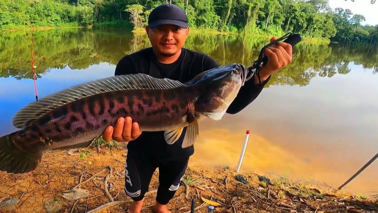 NYATA ADA NYA, SPOT MANCING IKAN TOMAN PREDATOR DANAU TUA JARANG DI ...