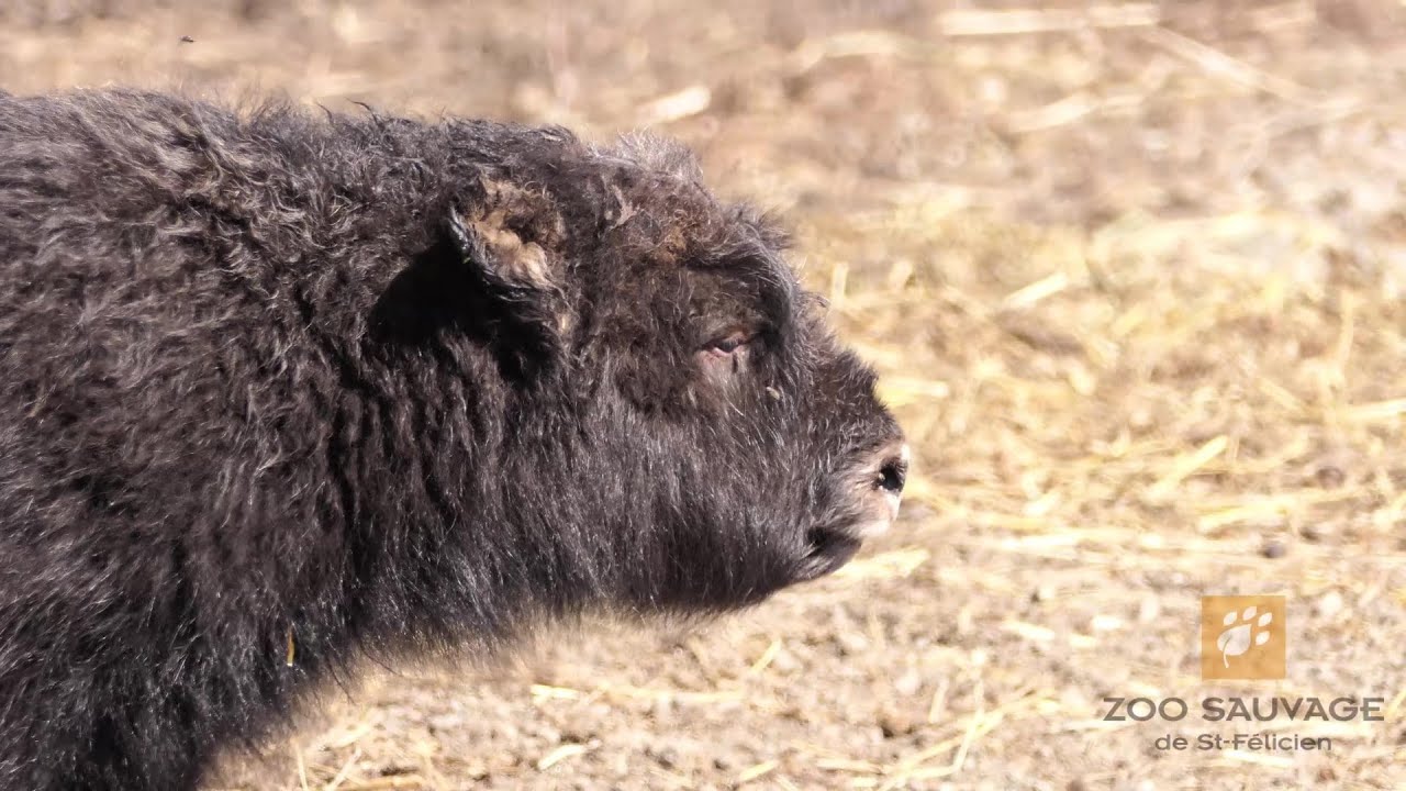Un petit bouvillon musqué au Zoo sauvage - YouTube