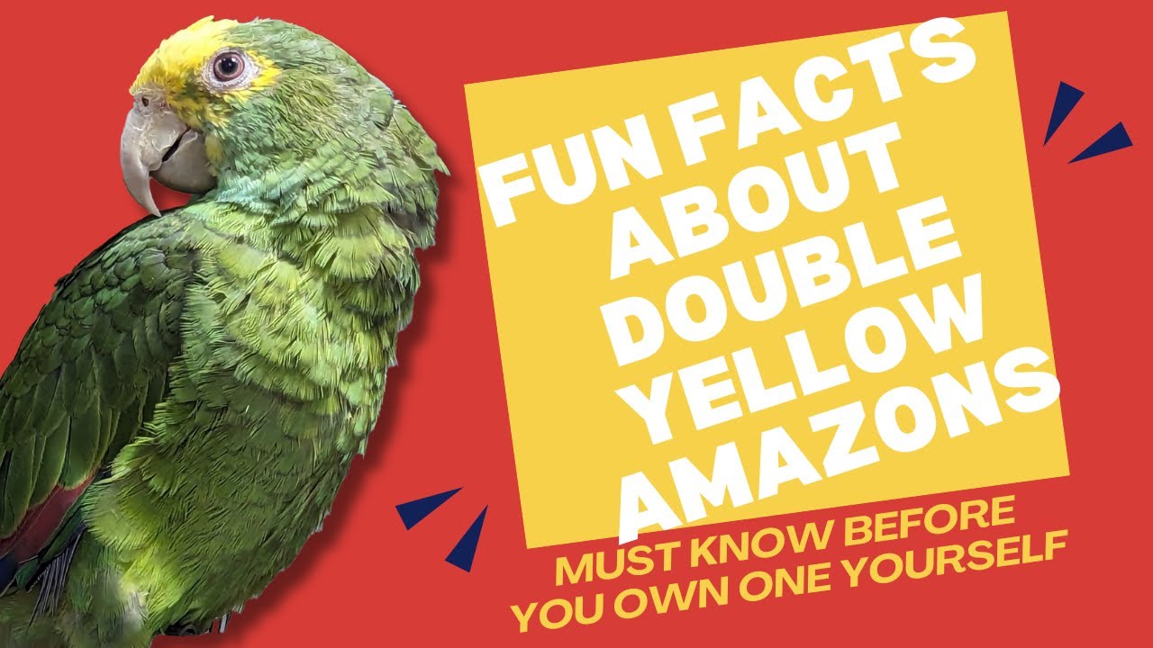 Fun Facts About Double Yellow Amazons! - YouTube