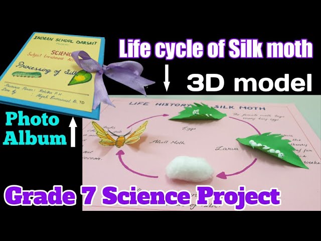 Silk Moth Life Cycle