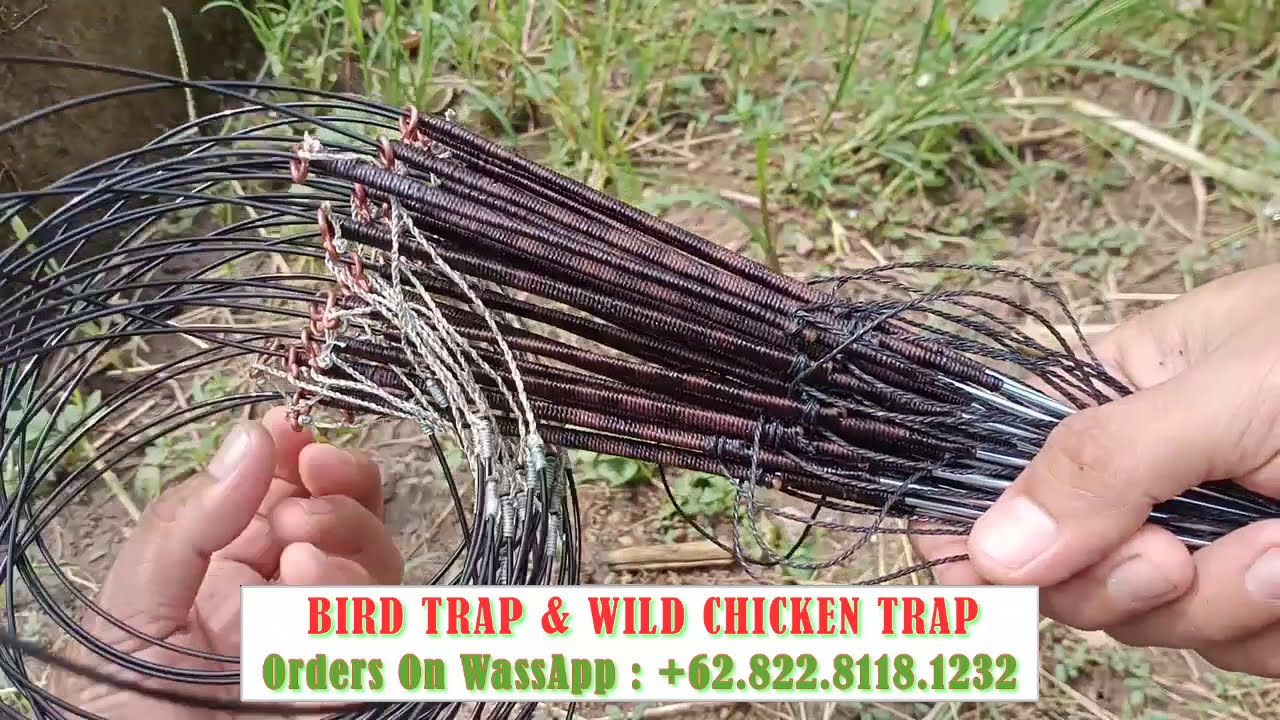 WILD CHICKEN TRAP FOR SALE / BIG BIRD TRAP FOR SALE - YouTube