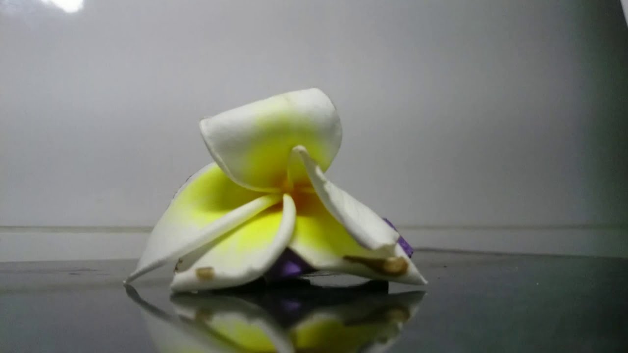 24h Flor morrendo time-lapse (Memento Mori) - YouTube