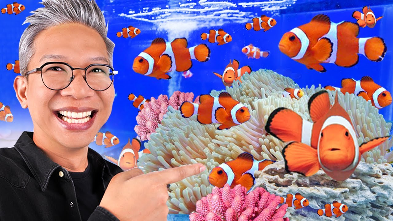 BANYAK IKAN NEMO DISINI!! - YouTube