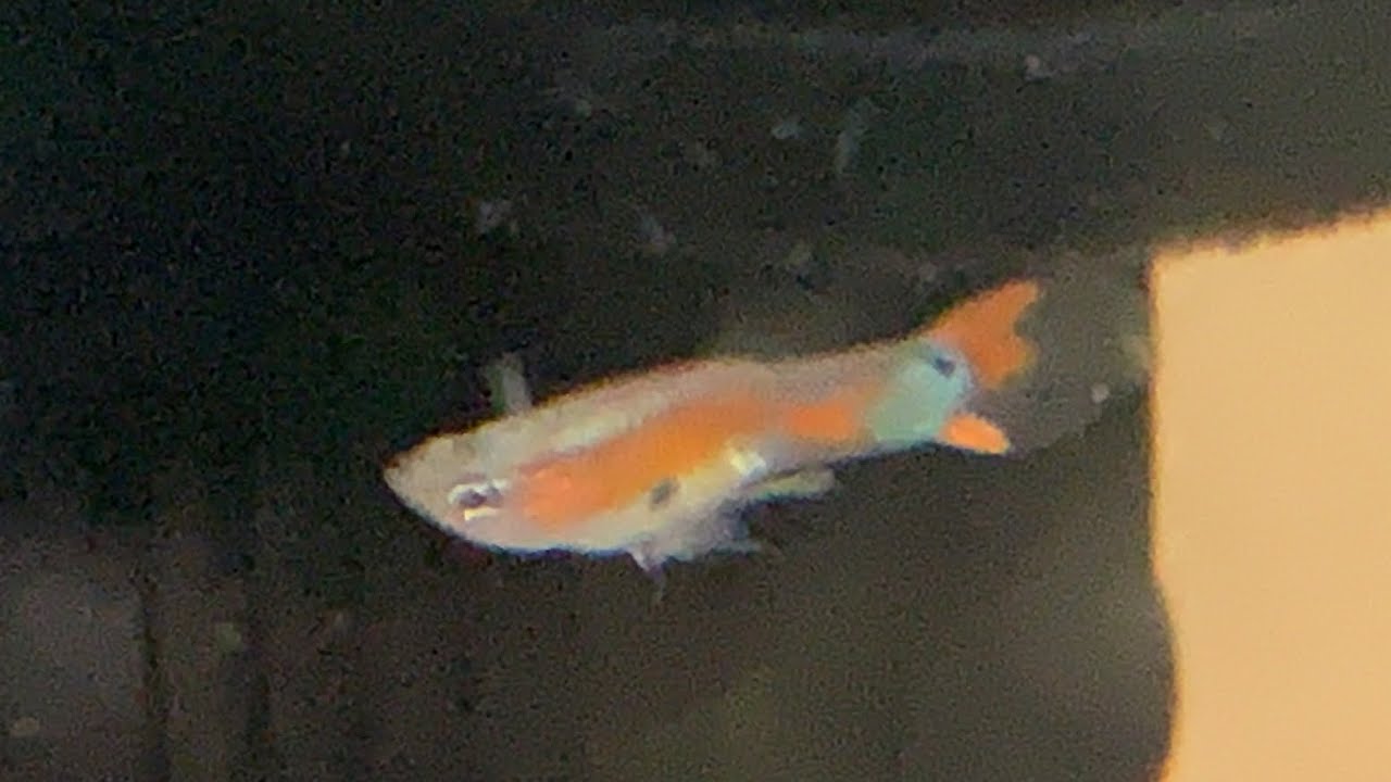 Wild Guppy project ( The Reboot )#Projectpoecilia - YouTube