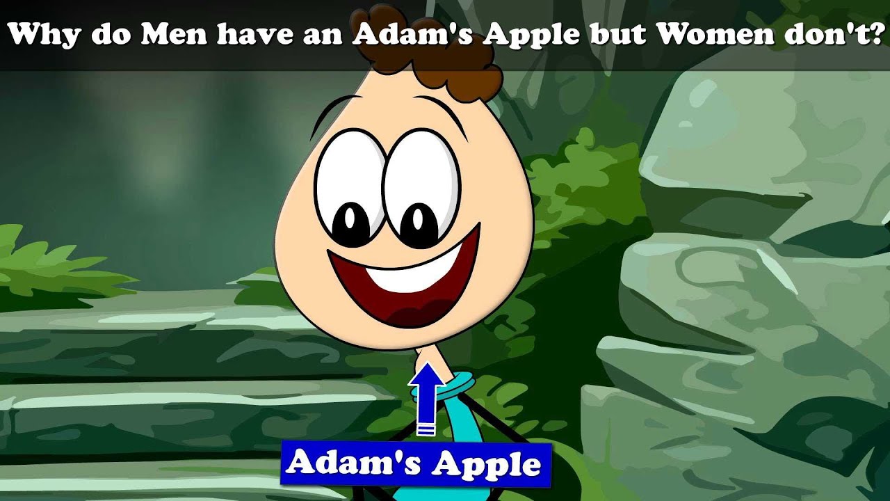 Why do Men have an Adam's Apple but Women don't? + more videos | # ...