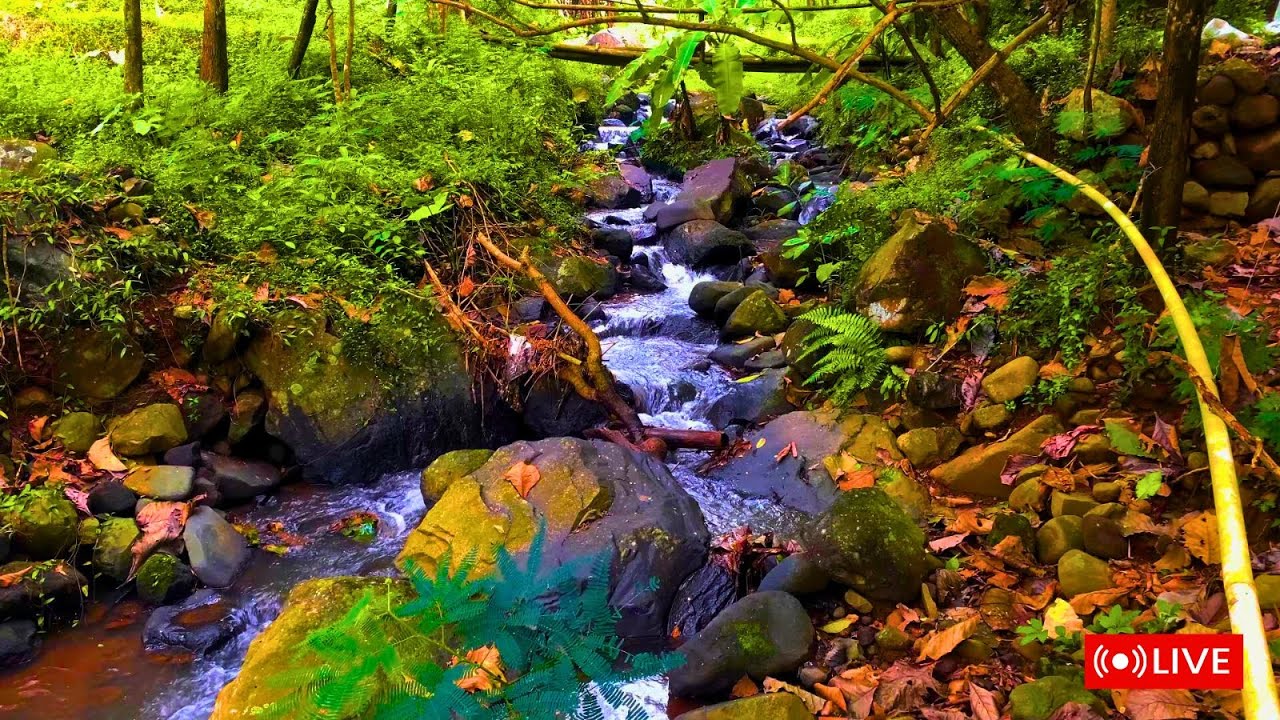Whispering Brook ASMR | Relax and Unwind for a Deep Sleep - YouTube