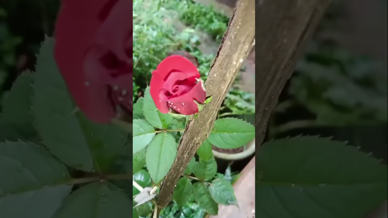 very nice Red Rose🌹 - YouTube