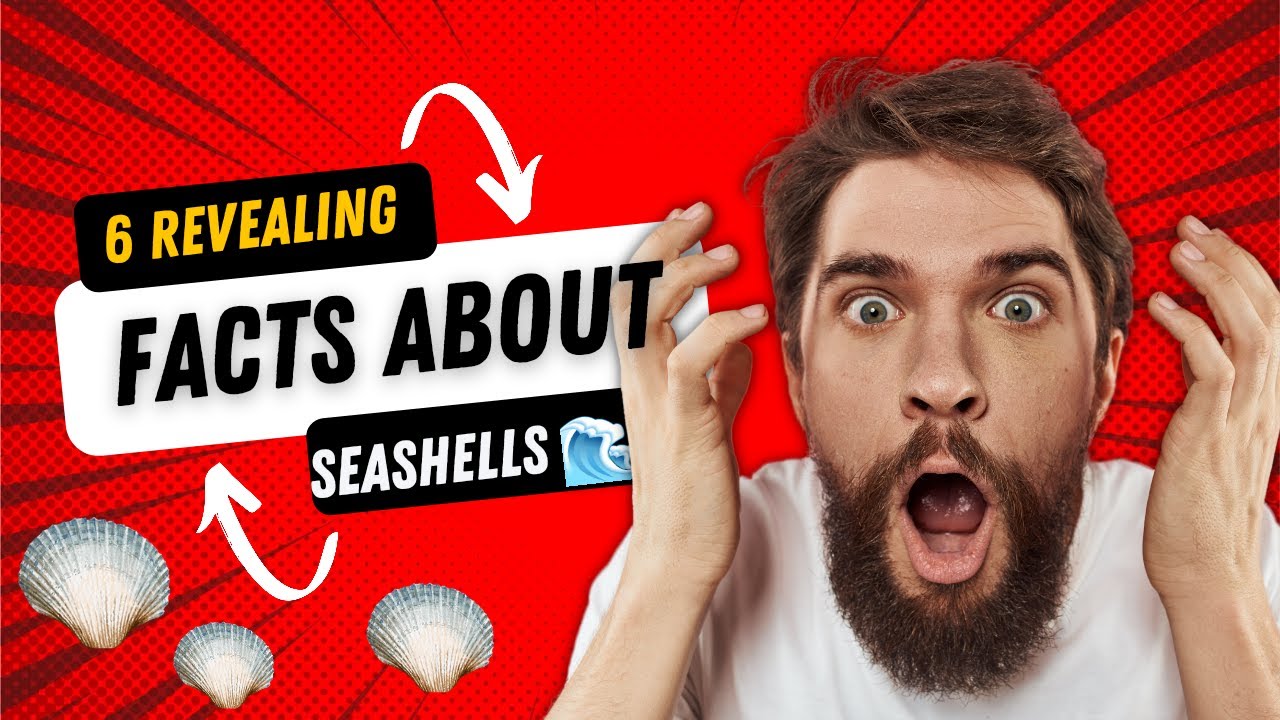 6 Interesting Revealing Facts About Seashells 🌊🤓 - YouTube