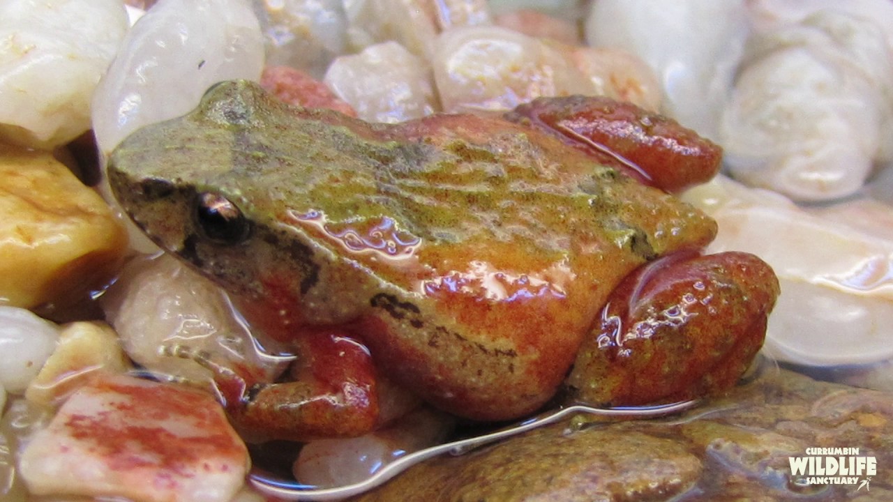 Kroombit Tinkerfrog Conservation - YouTube