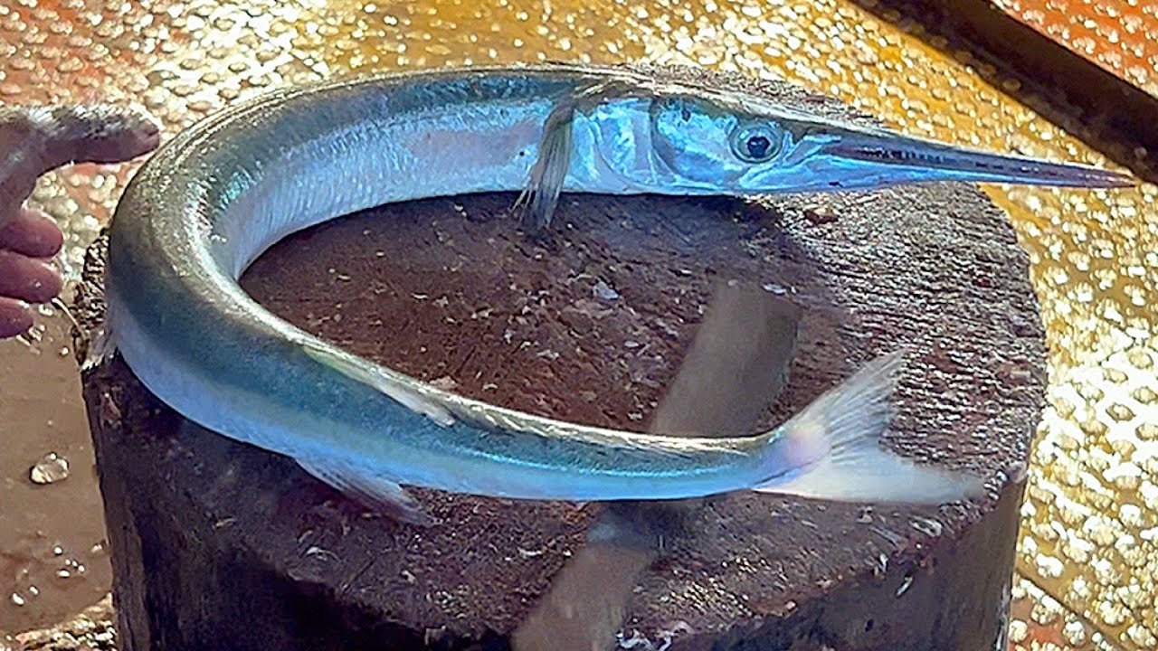 Amazing Hound Fish Cutting In Fish Market | Fish Cutting Skills - YouTube