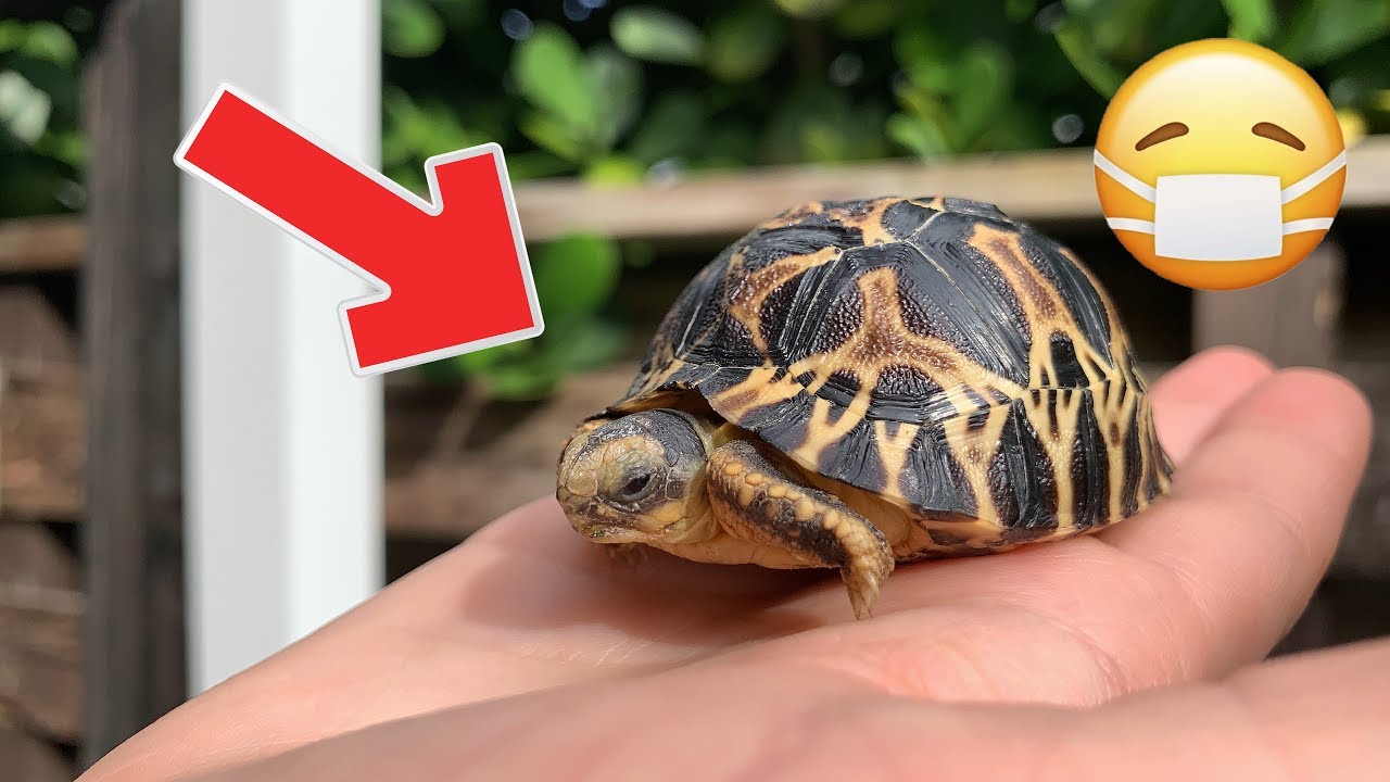 SAVING SICK BABY TORTOISE! WILL HE MAKE IT?! - YouTube