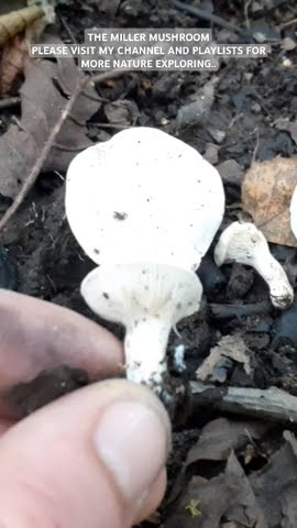 THE MILLER... #mushroom #wildarmy #nature #exploring - YouTube