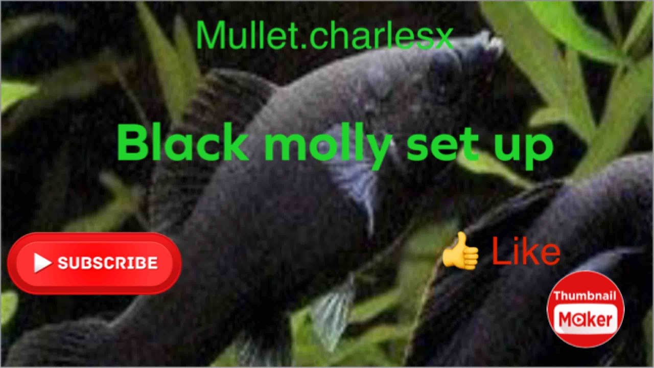 How to set up a Black molly fish tank - YouTube