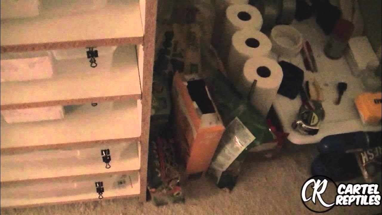 Ball python rack organization. - YouTube