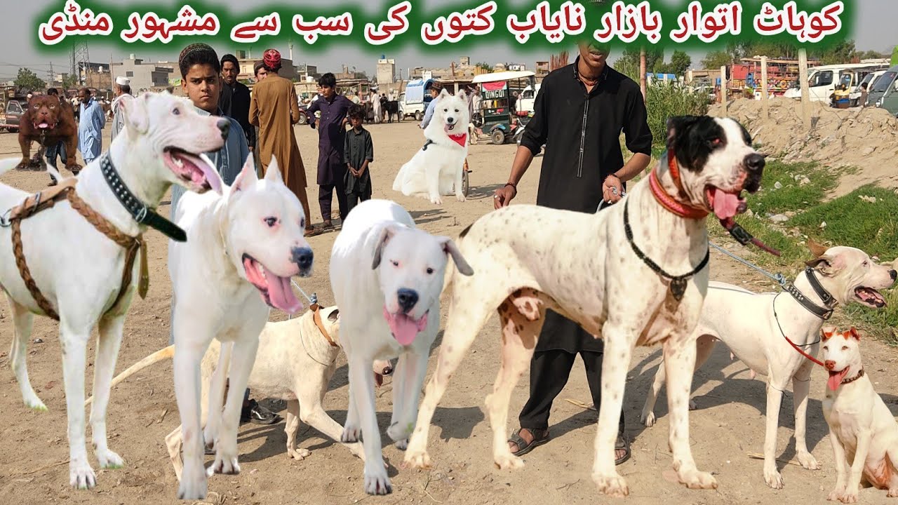Eid Biggest Pakistan Dogs Market part 2 | Kohat Dogs Market | Pk ...
