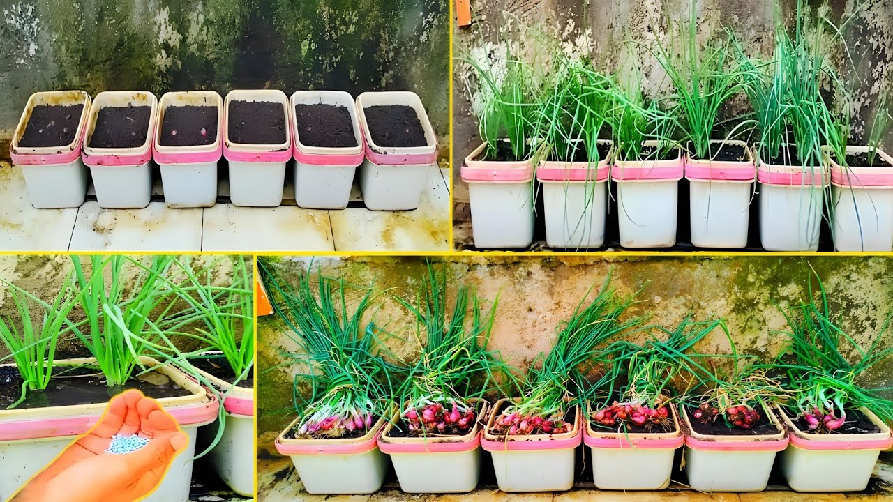 Cara menanam bawang merah dalam pot kecil dari awal sampai panen - YouTube