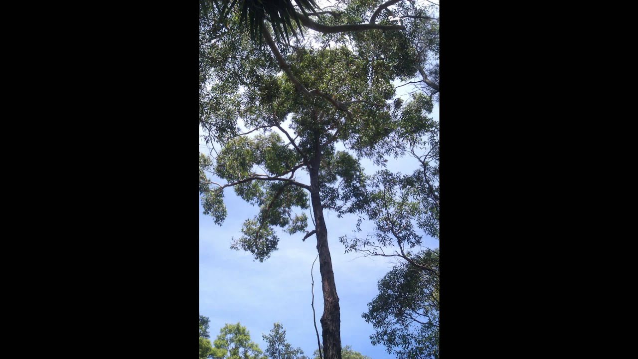 Plant ID: Turpentine tree (Syncarpia glomulifera) - YouTube