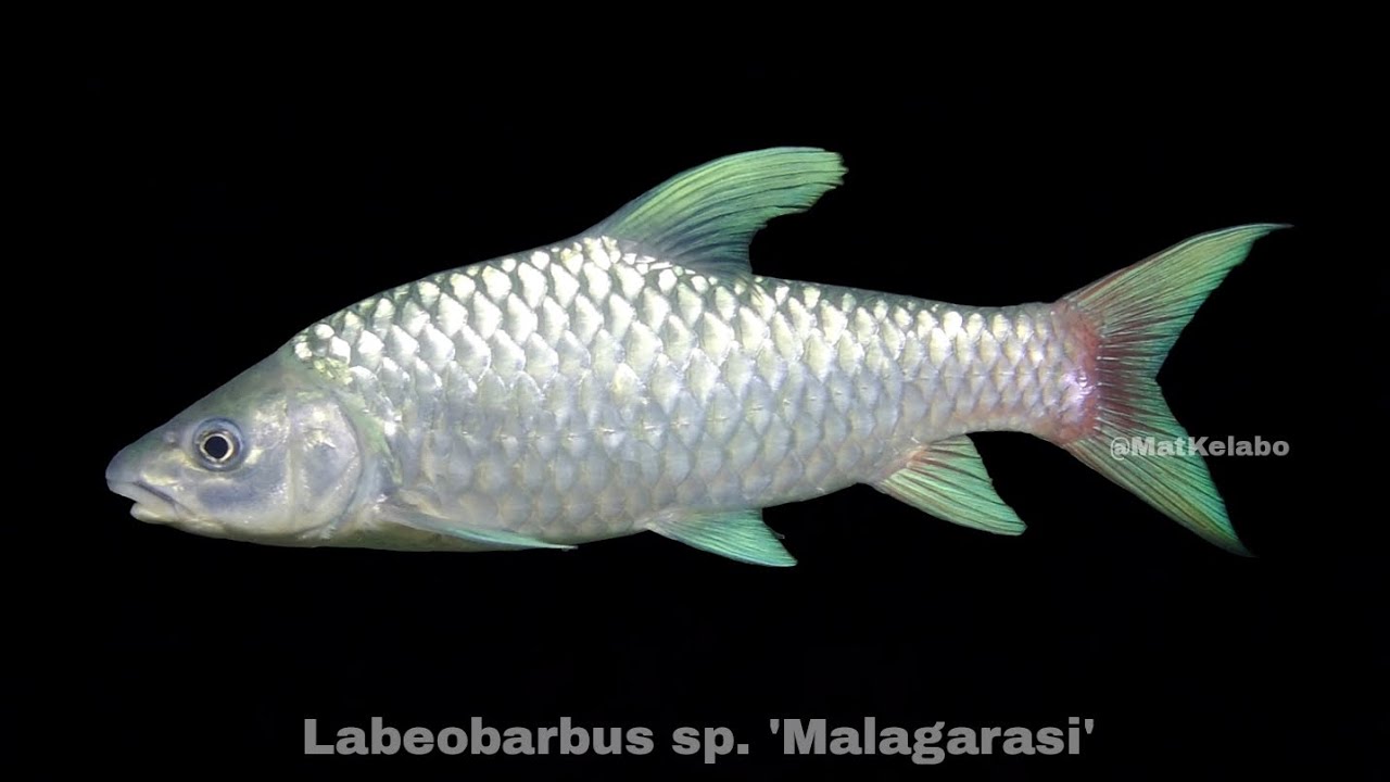 Labeobarbus sp. 'Malagarasi' @ Rainbow Yellowfish (Tanzania) - YouTube