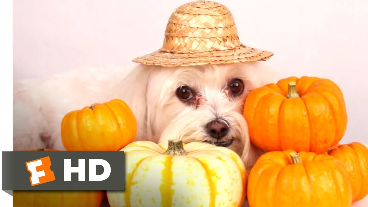 Star Paws (2016) - Doggie Photoshoot Scene (4/10) | Movieclips - YouTube