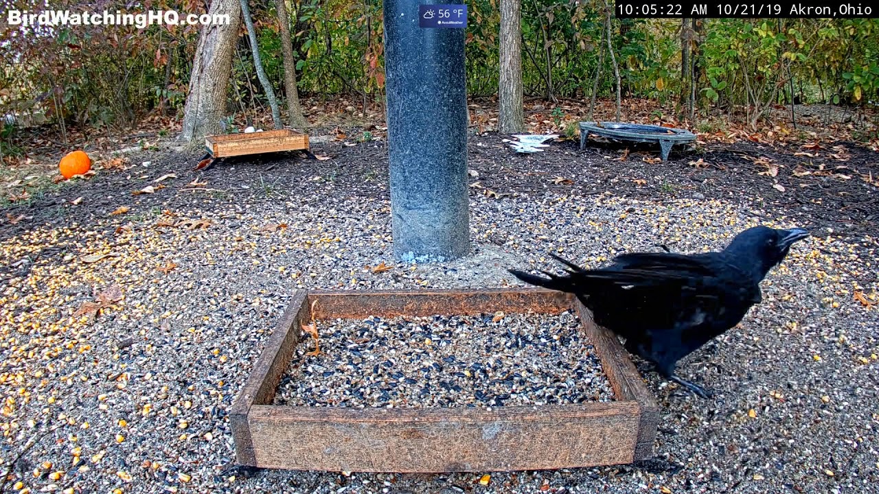 2019 10 21 Akron Ohio Feedercam ~ "Little Crow" vs Hawk - YouTube
