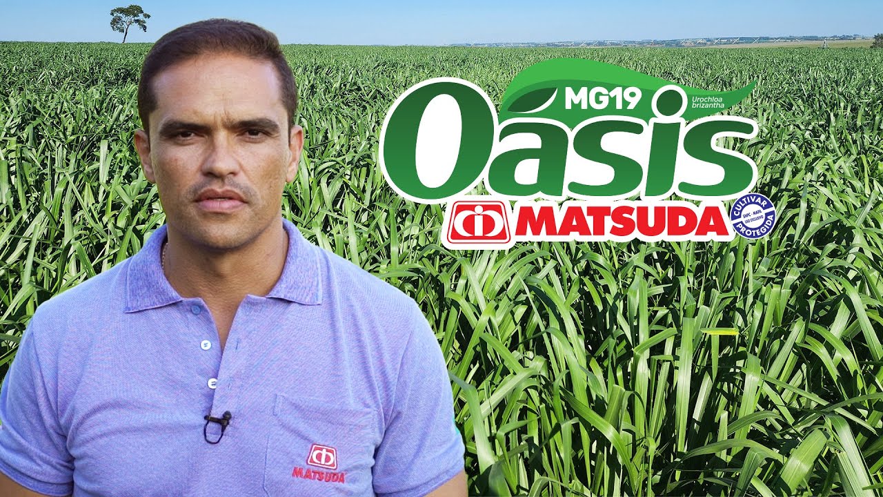 MG19 Oasis: Inovação em Pastagens! - YouTube