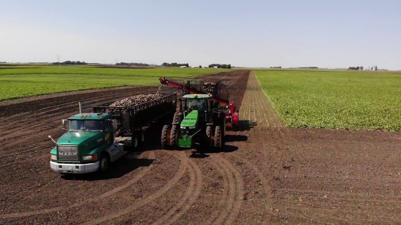 Sugar Beet Farm - YouTube