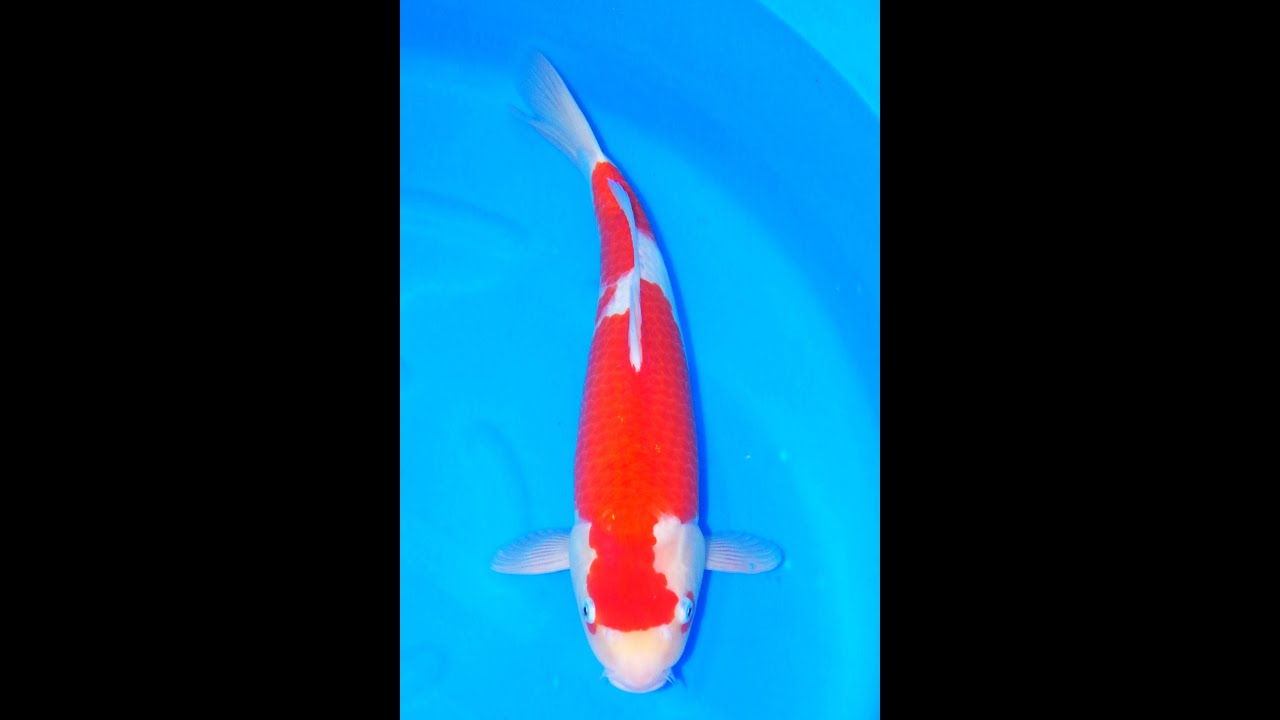 2 紅白 45㎝ - YouTube