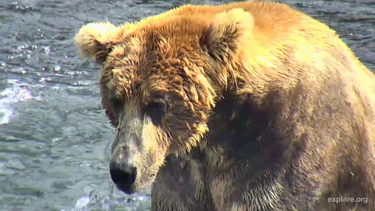 The KIng of Katmai 480 Otis 2018 - YouTube