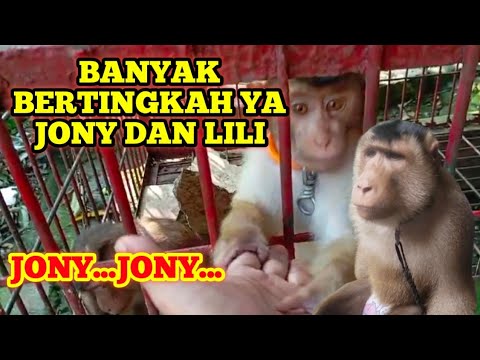 Pagi hari suasana kandang primata #beruklucu - YouTube