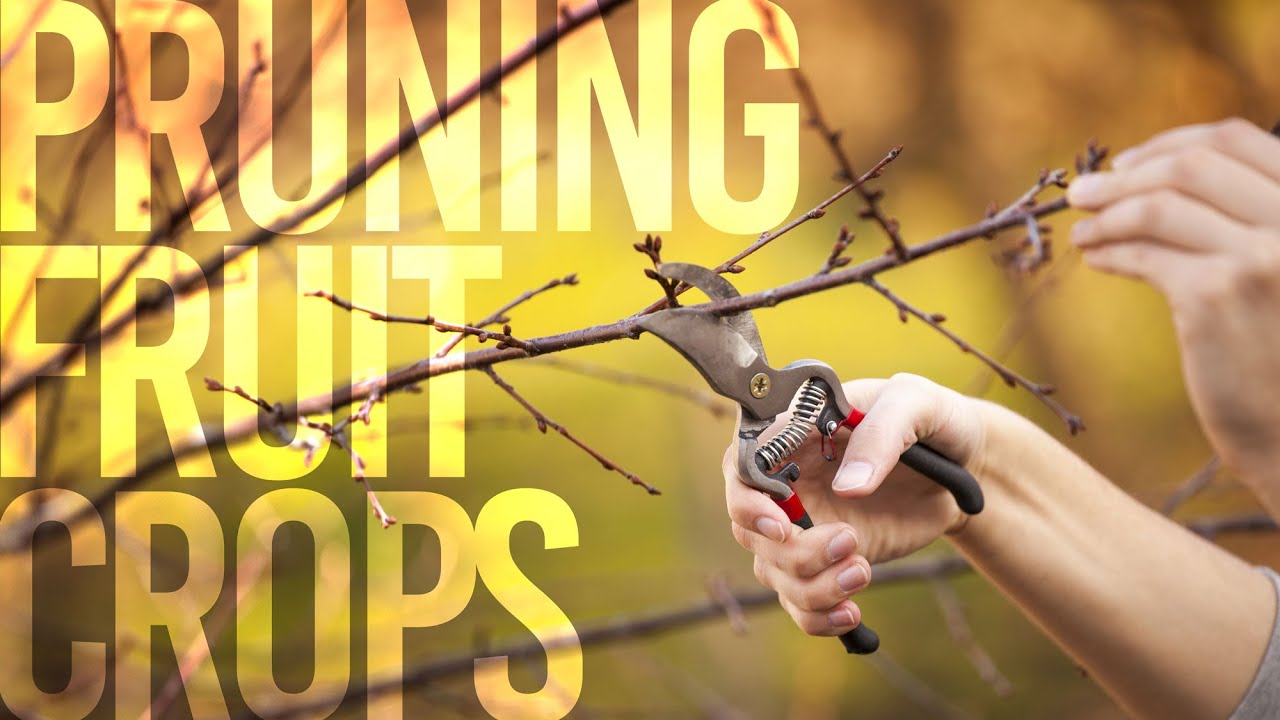 Pruning Fruit Crops - YouTube