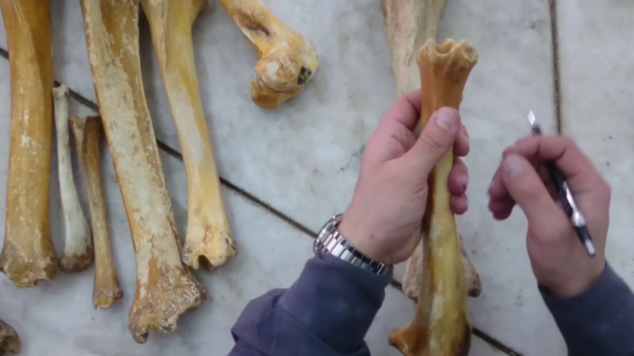 Horse Tibia & Animal comparative - YouTube