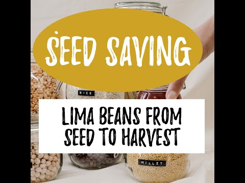 How To Plant Lima Beans From Seeds