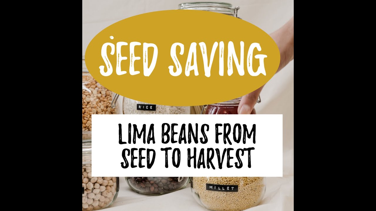 Growing Lima Beans from Seed to Harvest. - YouTube