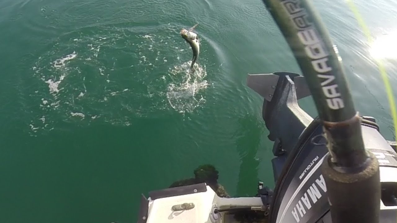 Surfwalker Bluefish action in Adriatic strijelka - YouTube