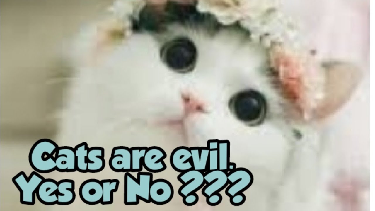 GOLU | The Cat| Cats are not evil | Moral Story - YouTube