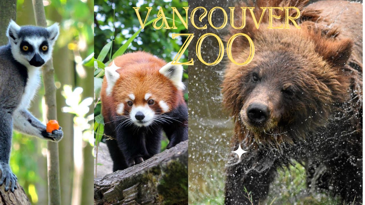 "A Wild Day Out: Exploring the Greater Vancouver Zoo 🦁🌲"|living in ...