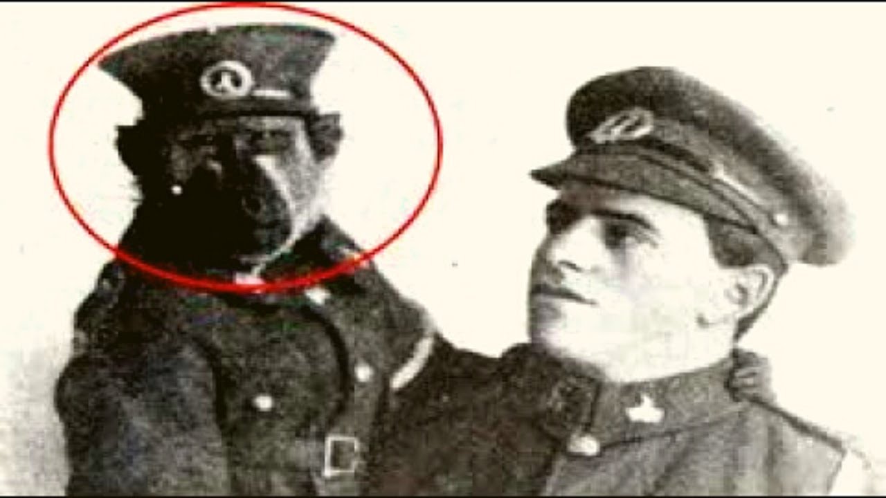 Jackie The Baboon Earned The Medal Of Valor For Fighting In The ...