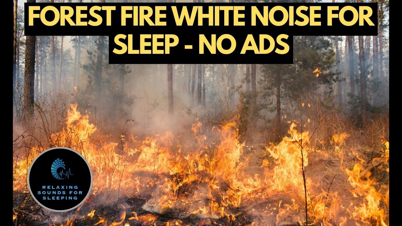 Blazing Forest Fire Storm: Intense Burning Fire Sounds For Study Or ...