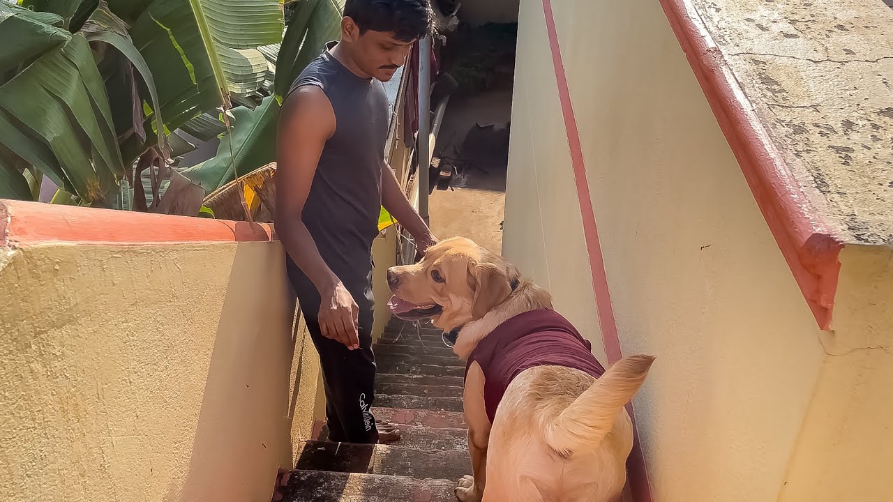 Labrador Retriever dog hesitates to do leg exercise in staircase 🐾 ...