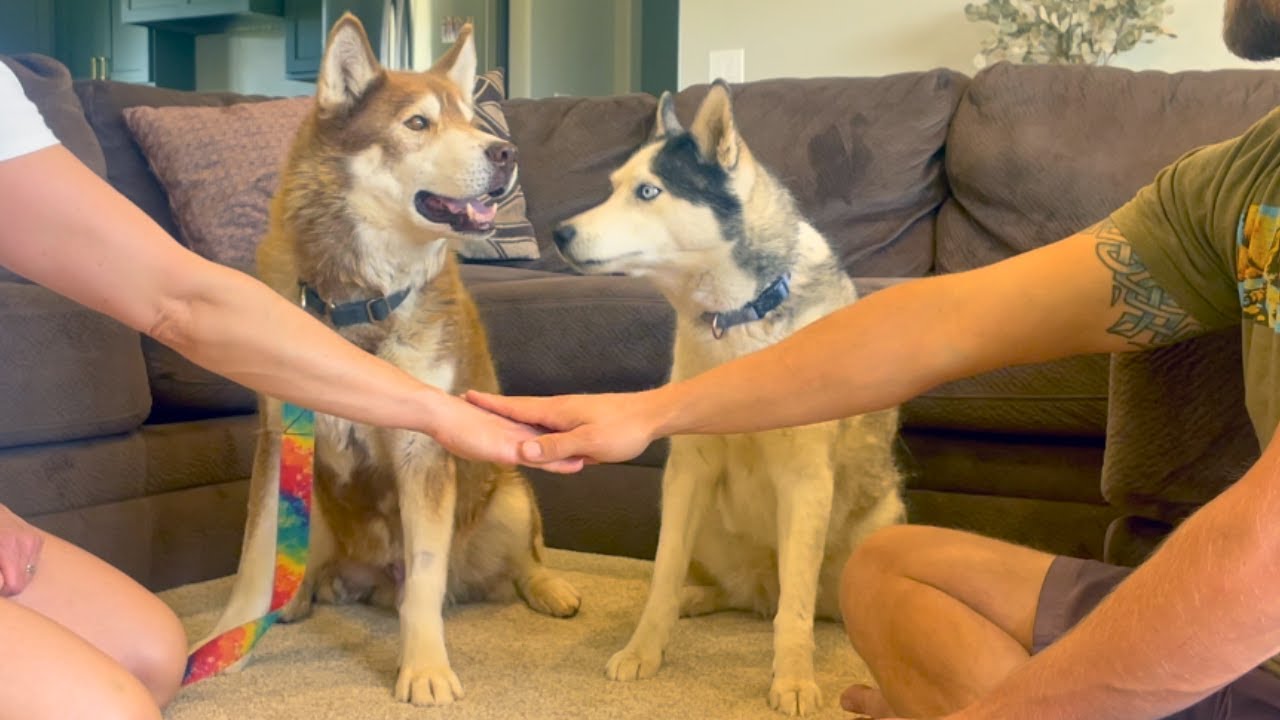 "Hands In" Challenge- Husky Dog Edition - YouTube