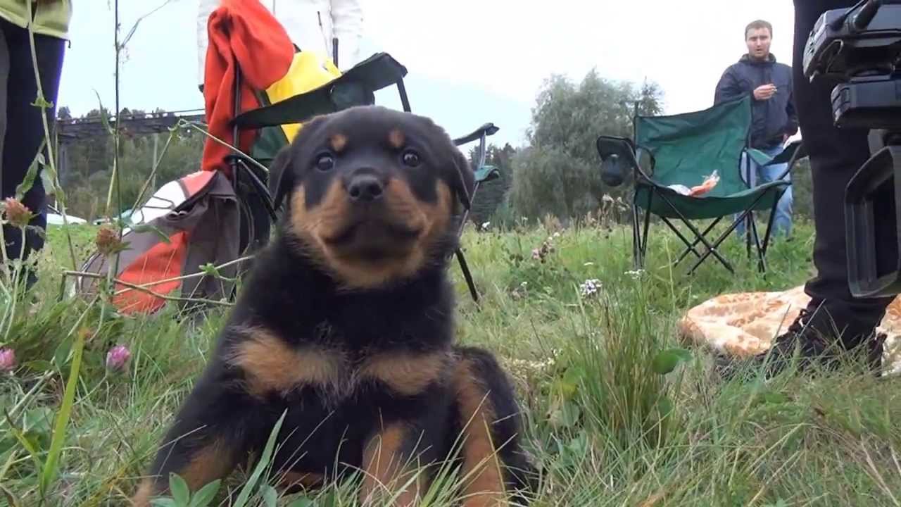 Latvian Rottweiler Club - YouTube