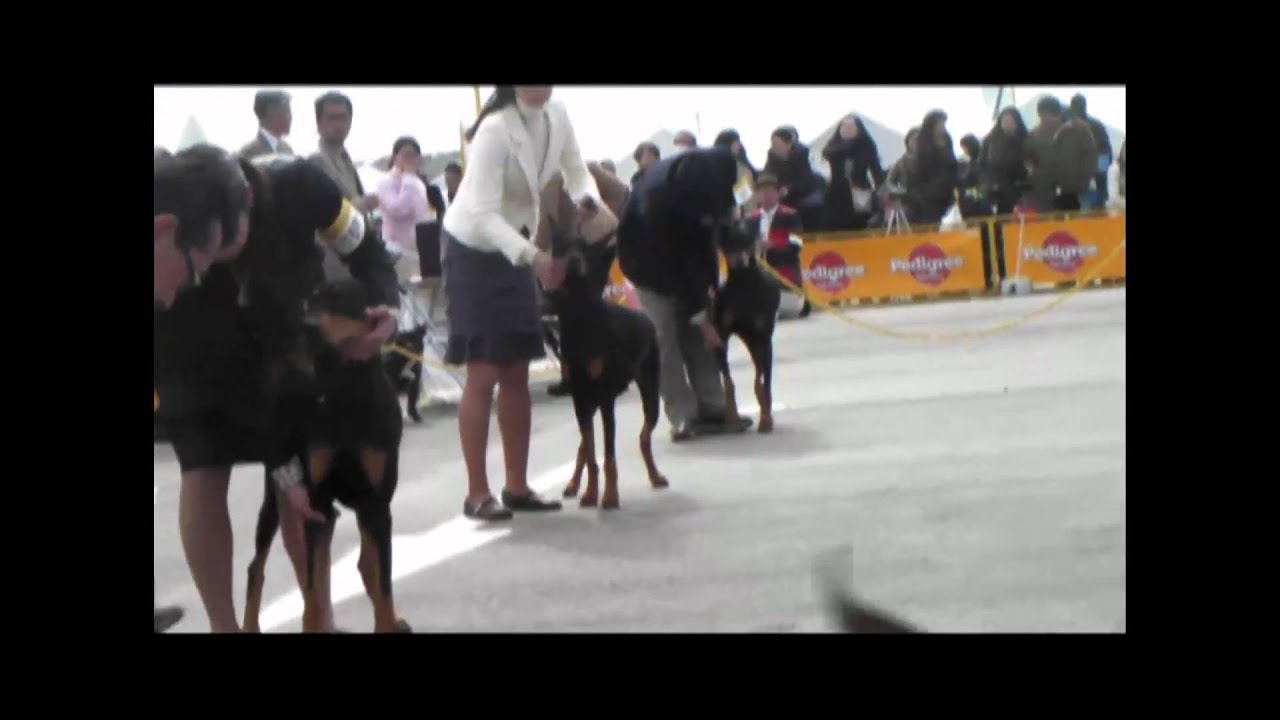 Dobermann Gabriel JKC Show in FCI chu-bu 1 - YouTube