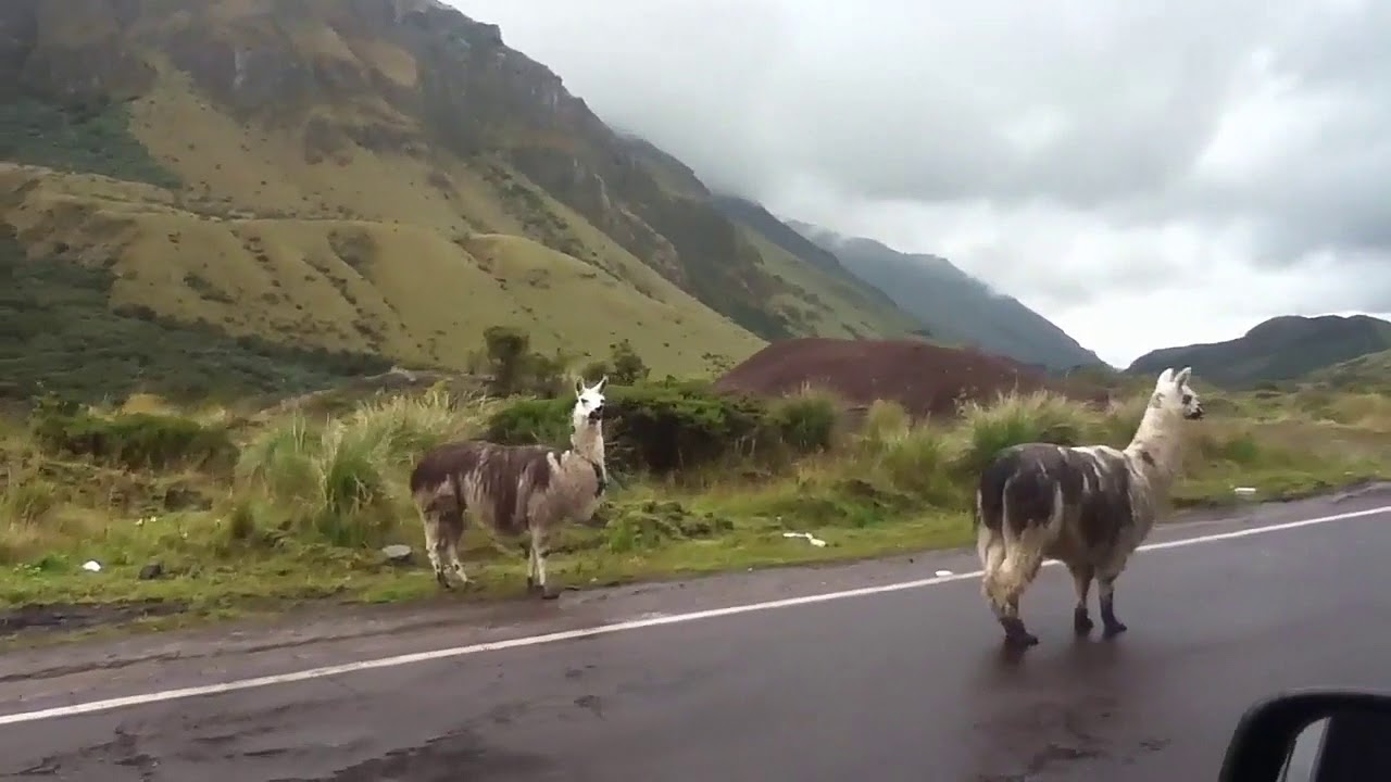 Andean Wildlife - Llama in wild -compilation - YouTube