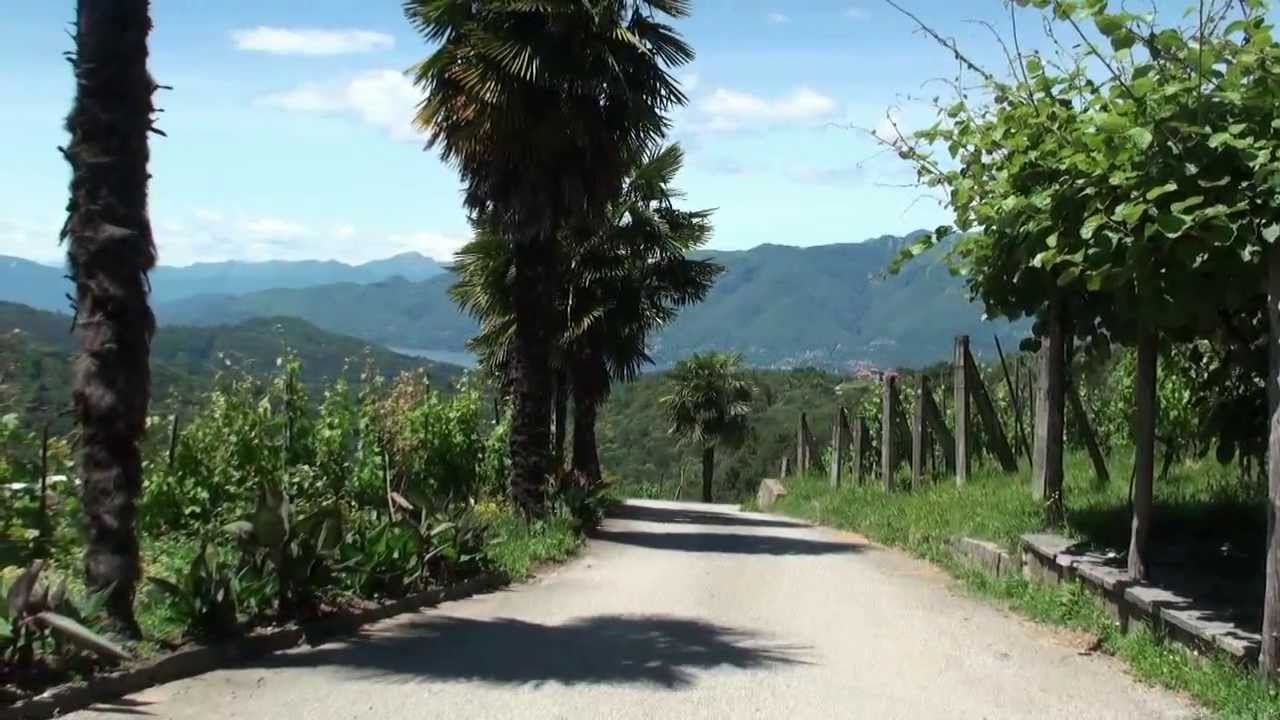 Viñedo en Monteggio, Suiza HD - YouTube