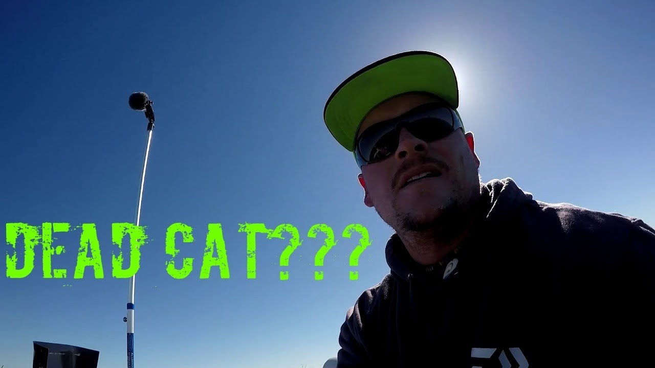 DEAD CAT??? - YouTube