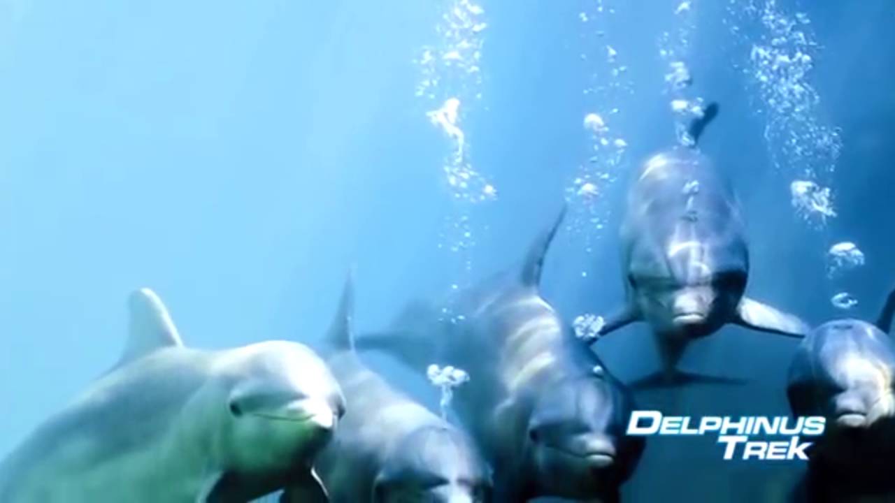 Delphinus Trek en Xel-Há | Delphinus - YouTube
