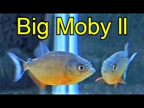 Piraya piranha fish baby! Big Moby II - YouTube